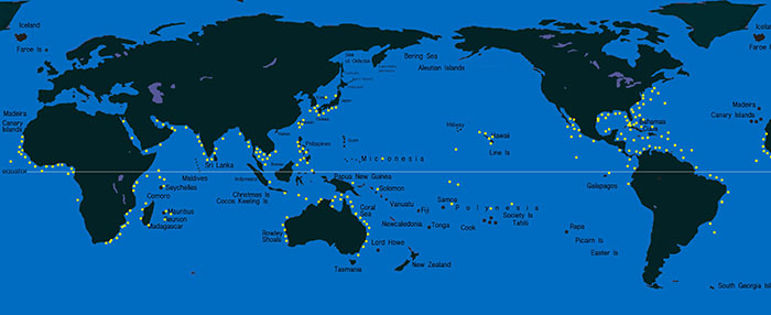 물동갈치(Flat needlefish). Ablennes hians