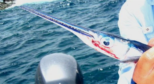 물동갈치(Flat needlefish). Ablennes hians