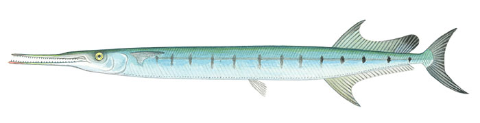 물동갈치(Flat needlefish). Ablennes hians