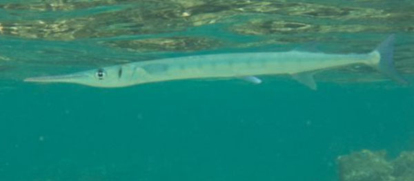 물동갈치(Flat needlefish). Ablennes hians