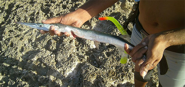 물동갈치(Flat needlefish). Ablennes hians