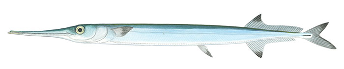 항알치(Keel-jawed needle fish). Tylosurus melanotus