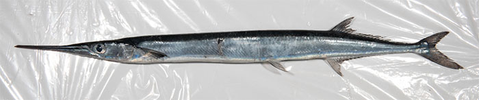 항알치(Keel-jawed needle fish). Tylosurus melanotus