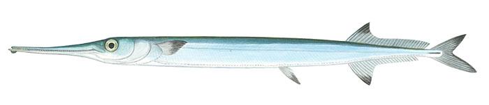 항알치(Keel-jawed needle fish). Tylosurus melanotus