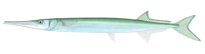 꽁치아재비(Hound needlefish). Tylosurus crocodilus