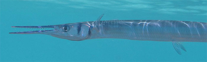 꽁치아재비(Hound needlefish). Tylosurus crocodilus