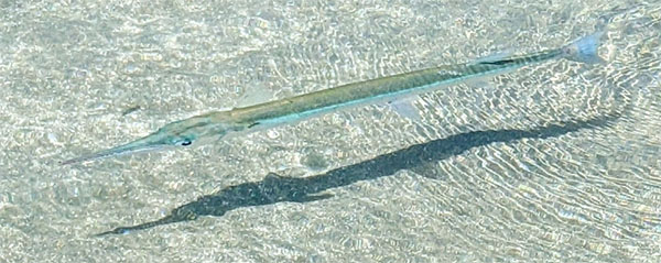 꽁치아재비(Hound needlefish). Tylosurus crocodilus