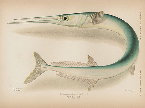 꽁치아재비(Hound needlefish). Tylosurus crocodilus