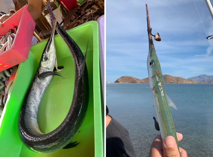 꽁치아재비(Hound needlefish). Tylosurus crocodilus