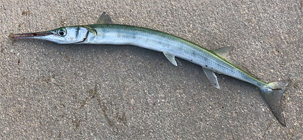 꽁치아재비(Hound needlefish). Tylosurus crocodilus