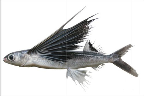 기점날치(Margined flyingfish). Cheilopogon cyanopterus