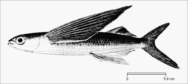 기점날치(Margined flyingfish). Cheilopogon cyanopterus