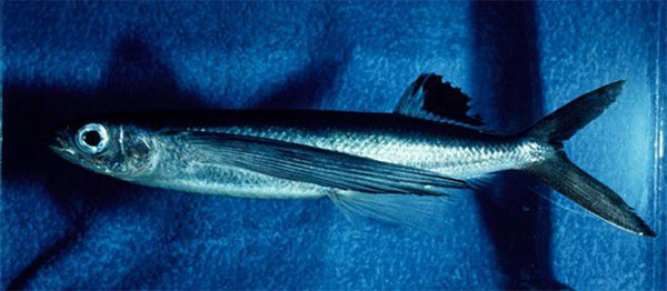기점날치(Margined flyingfish). Cheilopogon cyanopterus