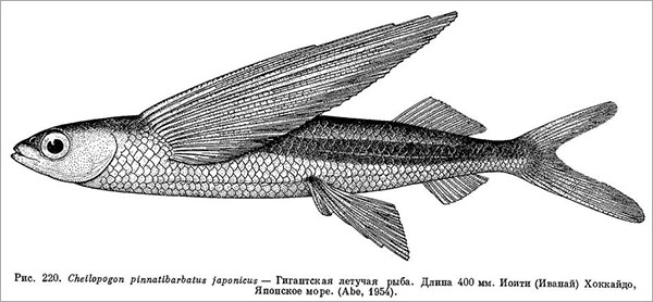 태안큰날치(Japanese giant flyingfish) Cheilopogon japonicus