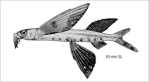 태안큰날치(Japanese giant flyingfish) Cheilopogon japonicus