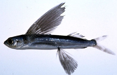 제비날치(Darkedged-wing flyingfish ). Cypselurus hiraii