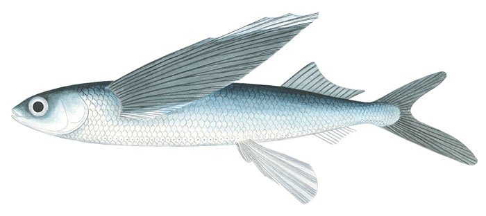 제비날치(Darkedged-wing flyingfish ). Cypselurus hiraii