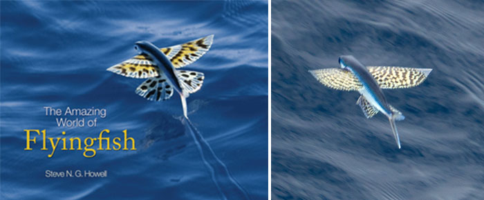 새날치(Yellowing flyingfish). Cypselurus poecilopterus