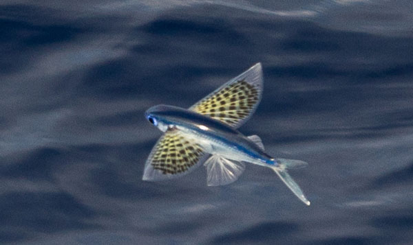 새날치(Yellowing flyingfish). Cypselurus poecilopterus