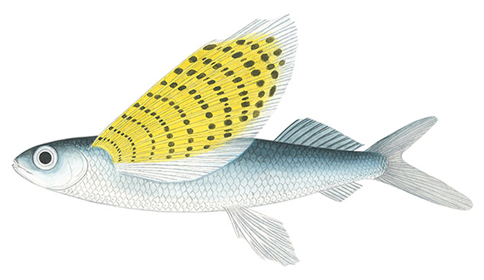 새날치(Yellowing flyingfish). Cypselurus poecilopterus