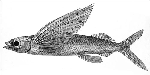 새날치(Yellowing flyingfish). Cypselurus poecilopterus