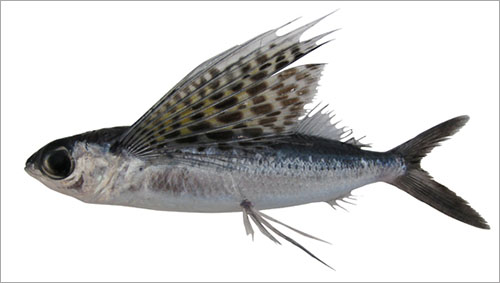 새날치(Yellowing flyingfish). Cypselurus poecilopterus