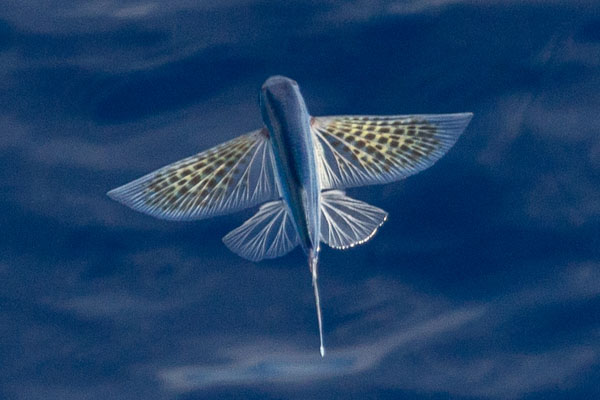 새날치(Yellowing flyingfish). Cypselurus poecilopterus