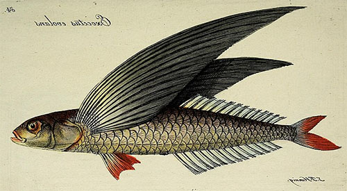 상날치(Tropical two-wing flyingfish). Exocoetus volitans