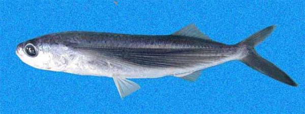 상날치(Tropical two-wing flyingfish). Exocoetus volitans