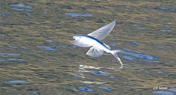 상날치(Tropical two-wing flyingfish). Exocoetus volitans