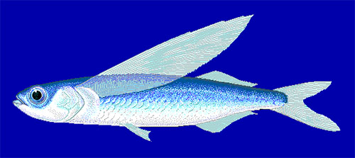 상날치(Tropical two-wing flyingfish). Exocoetus volitans