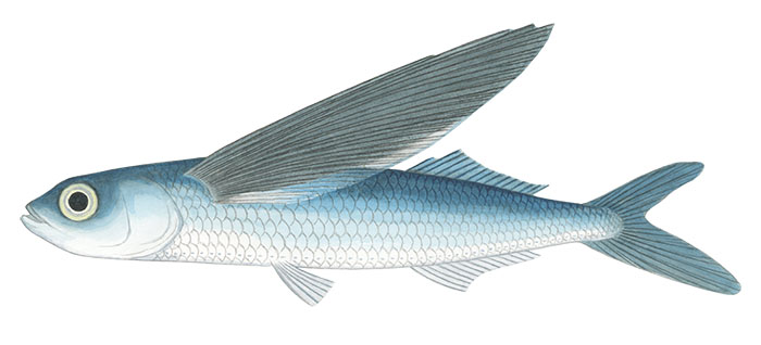 상날치(Tropical two-wing flyingfish). Exocoetus volitans