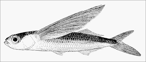 상날치(Tropical two-wing flyingfish). Exocoetus volitans