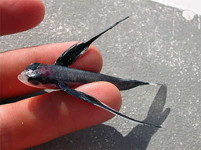 상날치(Tropical two-wing flyingfish). Exocoetus volitans