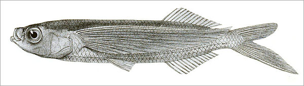 상날치(Tropical two-wing flyingfish). Exocoetus volitans