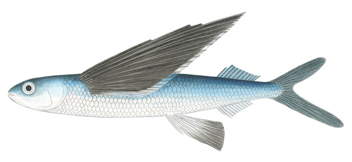 가는매날치(Bony flyingfish). Hirundichthys oxycephalus