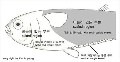 물꽃치(Flower of the surf). Iso flosmaris