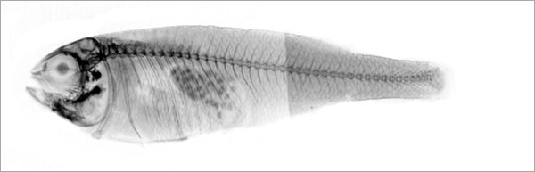 서프은줄멸(Swell scum sardine). Notocheirus hubbsi