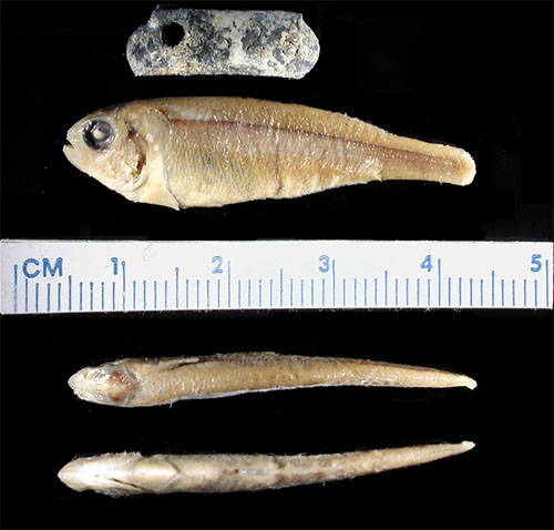 서프은줄멸(Swell scum sardine). Notocheirus hubbsi