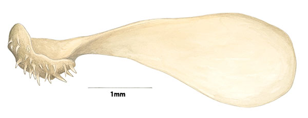 서프은줄멸(Swell scum sardine). Notocheirus hubbsi
