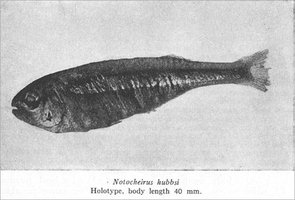 서프은줄멸(Swell scum sardine). Notocheirus hubbsi