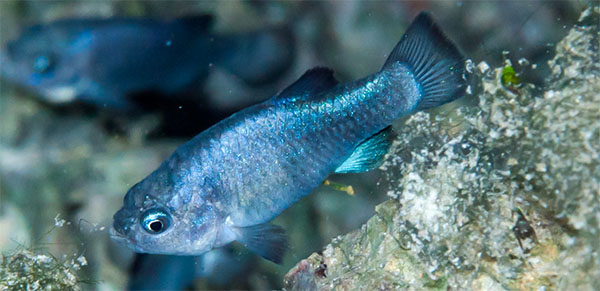 데빌스 홀 펍피시(Devils Hole pupfish). Cyprinodon diabolis