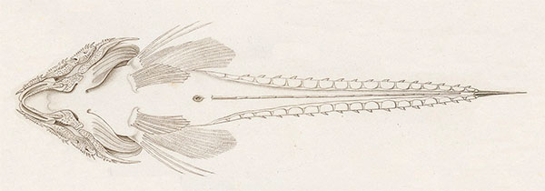 가시양태(Spiny ghost flathead). Hoplichthys langsdorfii
