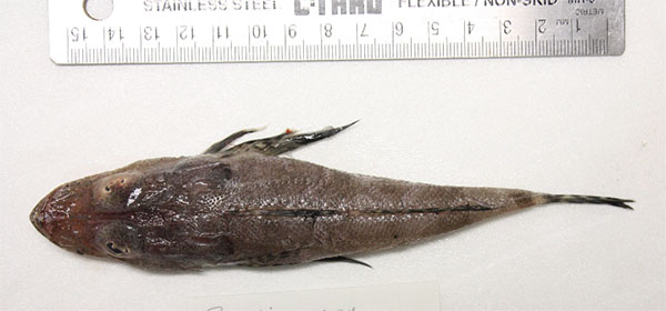 바늘양태(Olive-tailed flathead).Rogadius asper