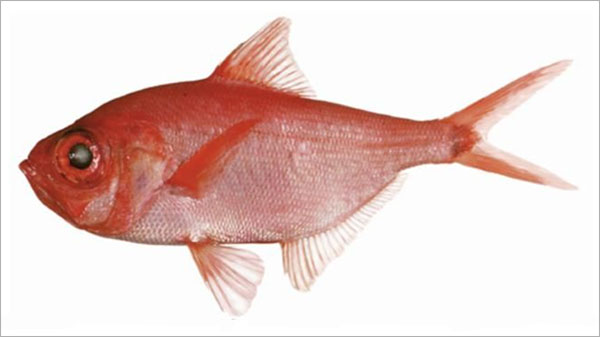 빛금눈돔(Splendid alfonsino). Beryx splendens