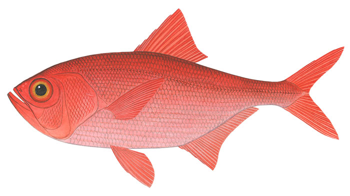 빛금눈돔(Splendid alfonsino). Beryx splendens