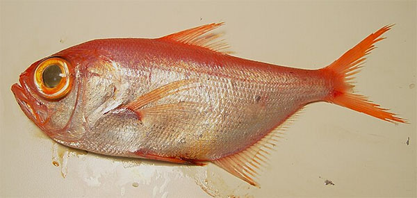 빛금눈돔(Splendid alfonsino). Beryx splendens