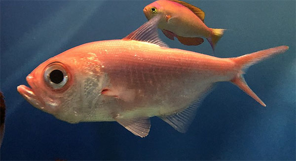 빛금눈돔(Splendid alfonsino). Beryx splendens