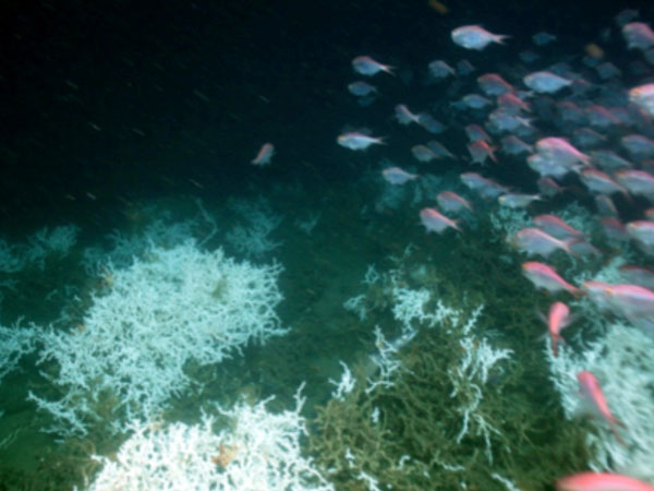 빛금눈돔(Splendid alfonsino). Beryx splendens