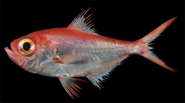 빛금눈돔(Splendid alfonsino). Beryx splendens